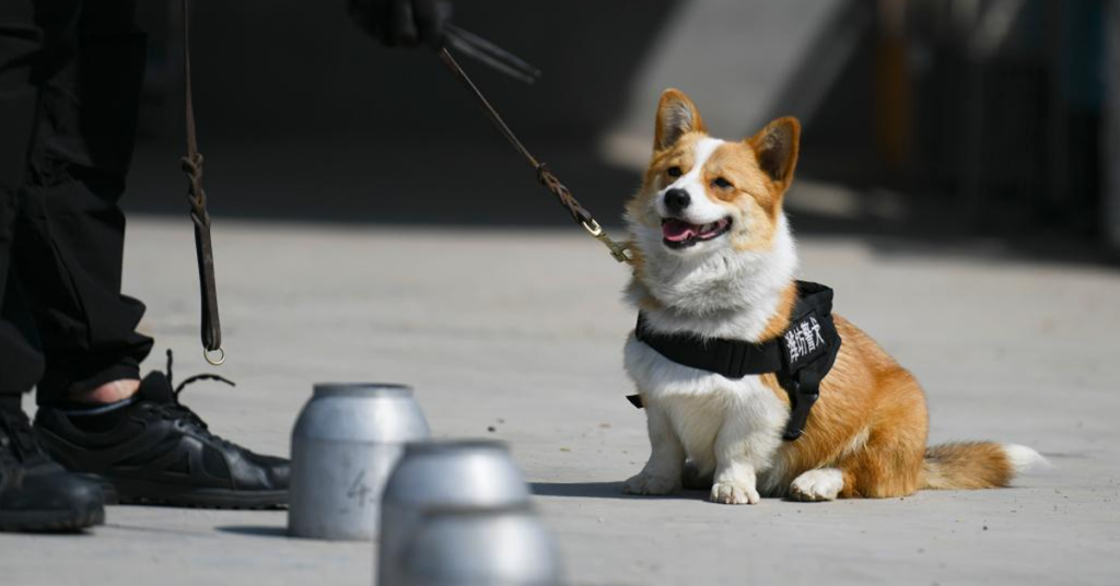 Corgi Makes History as China's Most Adorable Police Dog